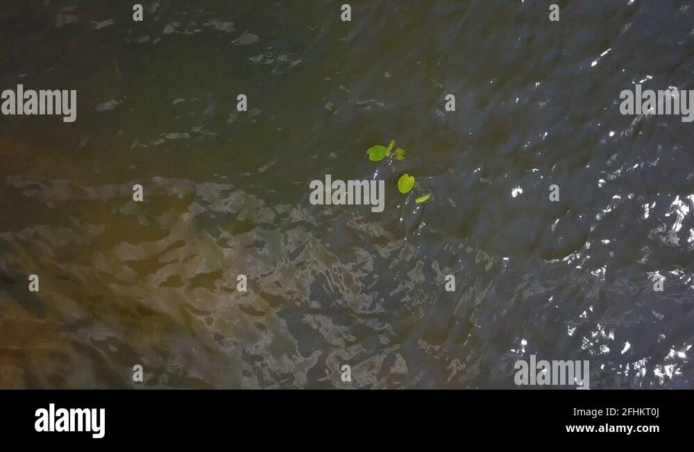 Floating on water Stock Videos & Footage - HD and 4K Video Clips - Alamy