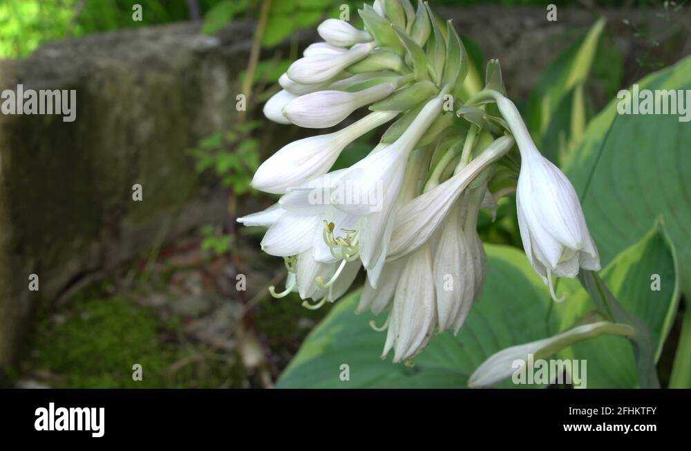 Beautiful hosta plants Stock Videos & Footage - HD and 4K Video Clips ...