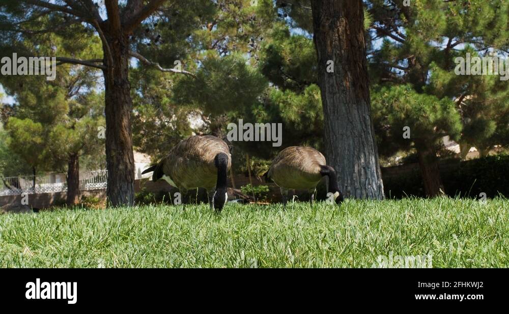 Geese and pigeon Stock Videos & Footage - HD and 4K Video Clips - Alamy