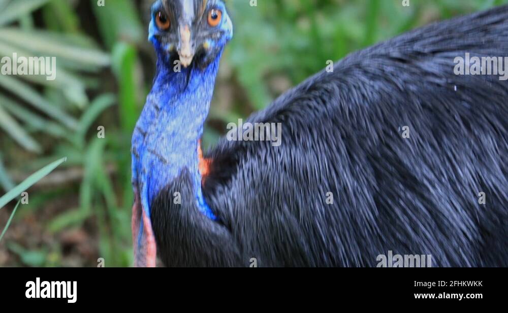 Southern cassowary and dangerous bird Stock Videos & Footage - HD and ...