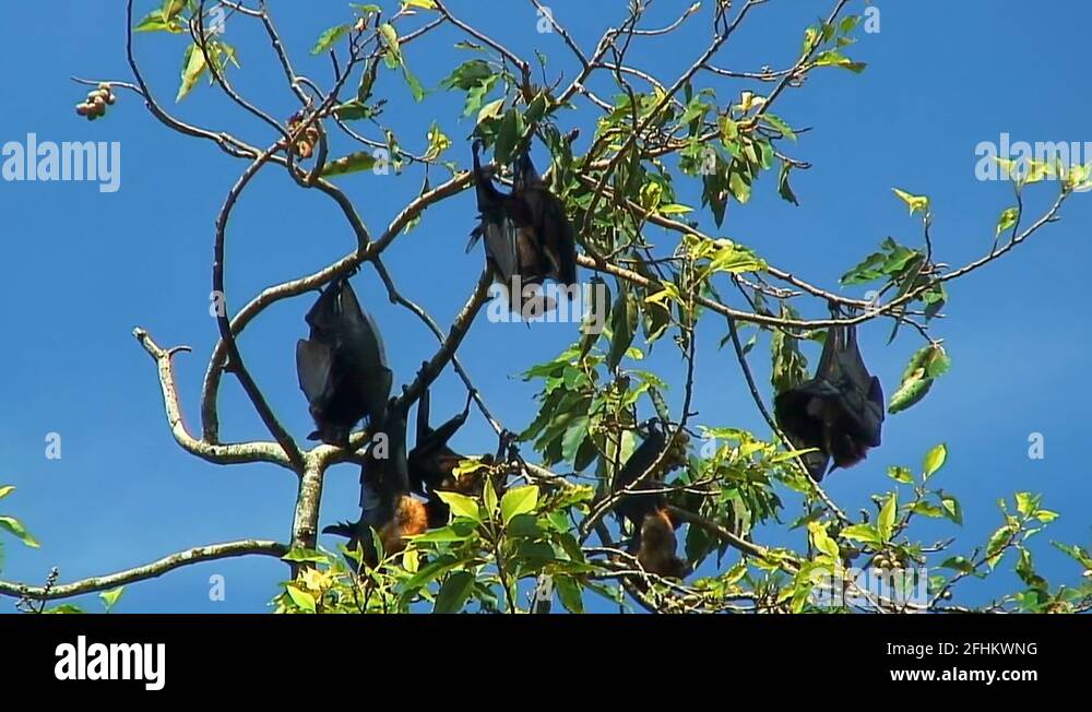 Bats Chirping and Hanging Upside Down from a Tree in Kandy, Sri Lanka ...