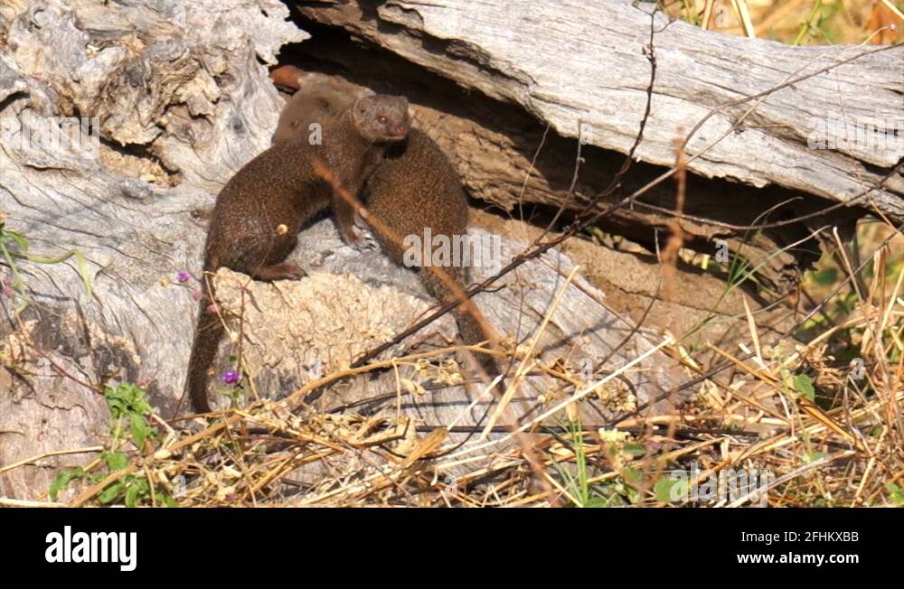 Southern african mongoose Stock Videos & Footage - HD and 4K Video ...