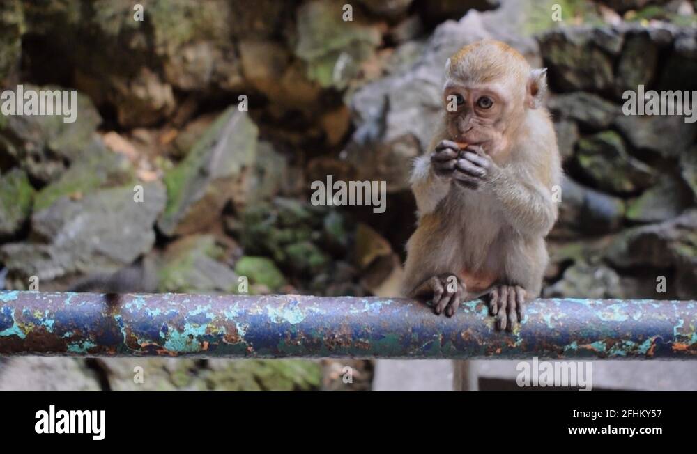 Monkey eating peanuts Stock Videos & Footage - HD and 4K Video Clips - Alamy