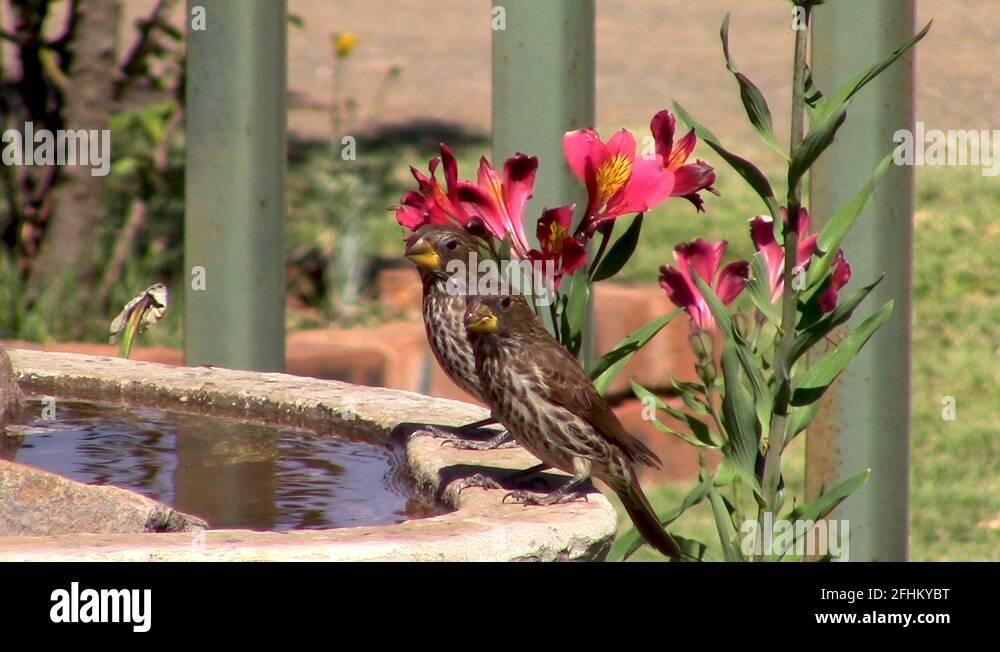Thick billed Weaver drinking water from bird bath Stock Video Footage ...