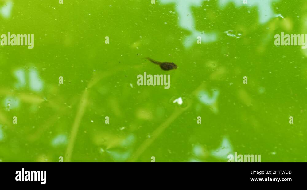 Tadpole swimming Stock Videos & Footage - HD and 4K Video Clips - Alamy