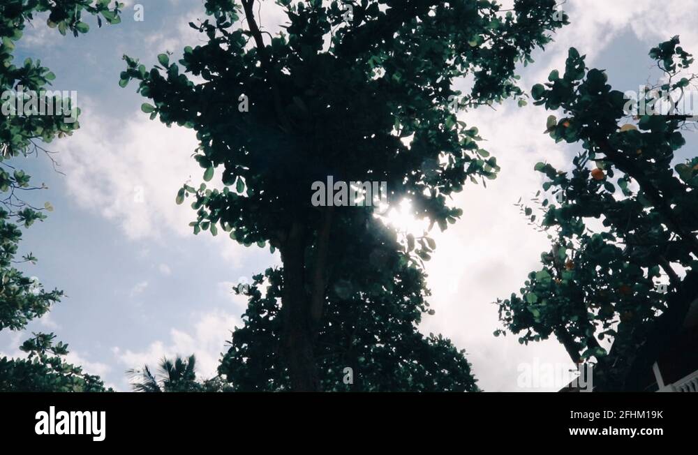 Trees with back lighting Stock Videos & Footage - HD and 4K Video Clips ...