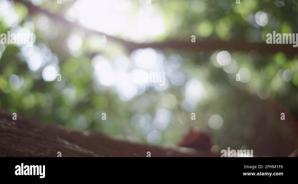 Lens flare tree Stock Videos & Footage - HD and 4K Video Clips - Alamy