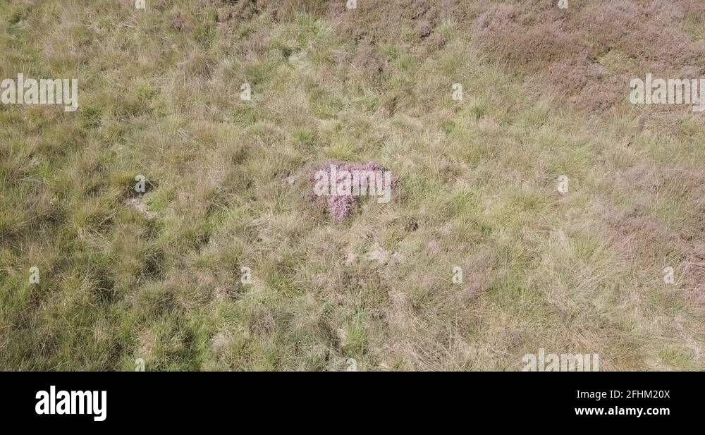 Heather circle Stock Videos & Footage - HD and 4K Video Clips - Alamy