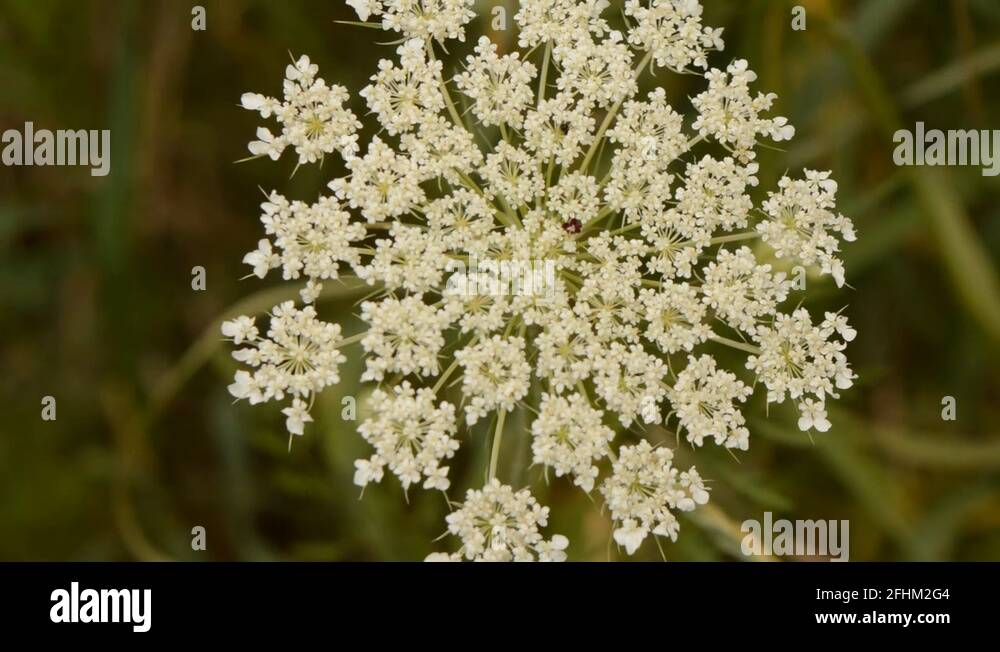 Anne bloom Stock Videos & Footage - HD and 4K Video Clips - Alamy