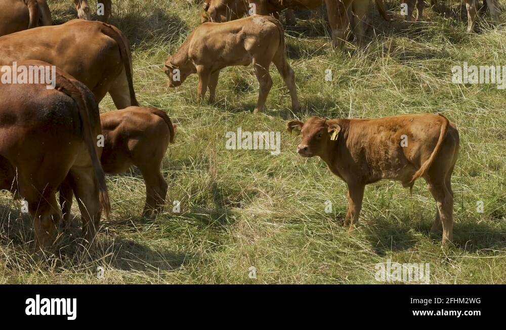 The calf group Stock Videos & Footage - HD and 4K Video Clips - Alamy