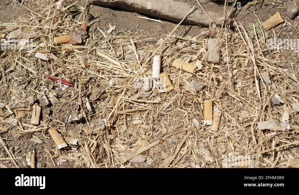 Ground litter Stock Videos & Footage - HD and 4K Video Clips - Alamy