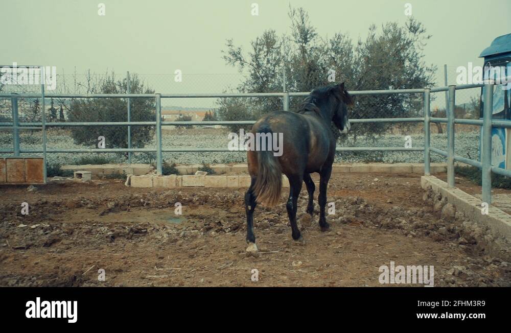 Black horse stable Stock Videos & Footage - HD and 4K Video Clips - Alamy