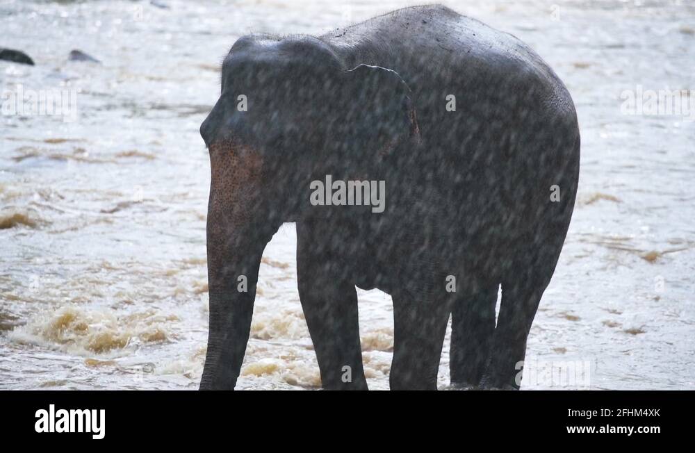 African elephant waterfall Stock Videos & Footage - HD and 4K Video ...
