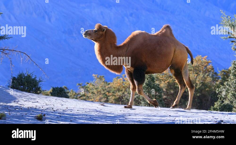 Bactrian camel of ladakh Stock Videos & Footage - HD and 4K Video Clips ...