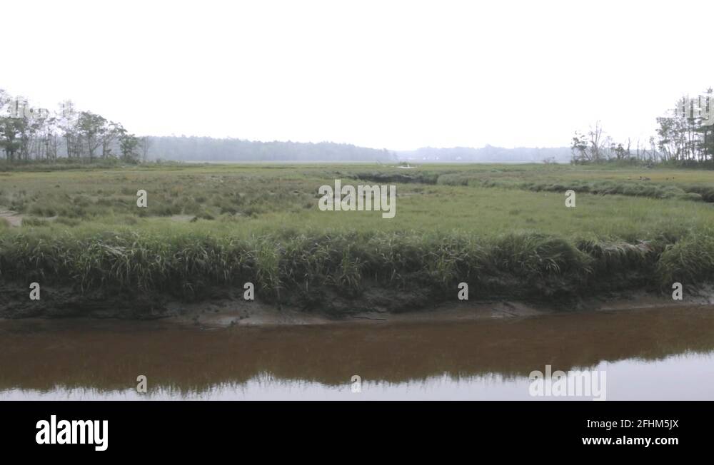 Misty marsh Stock Videos & Footage - HD and 4K Video Clips - Alamy