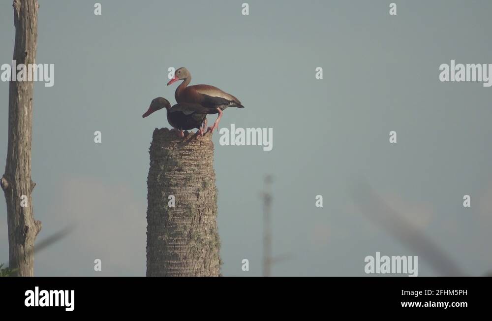 Disappearing tree Stock Videos & Footage - HD and 4K Video Clips - Alamy