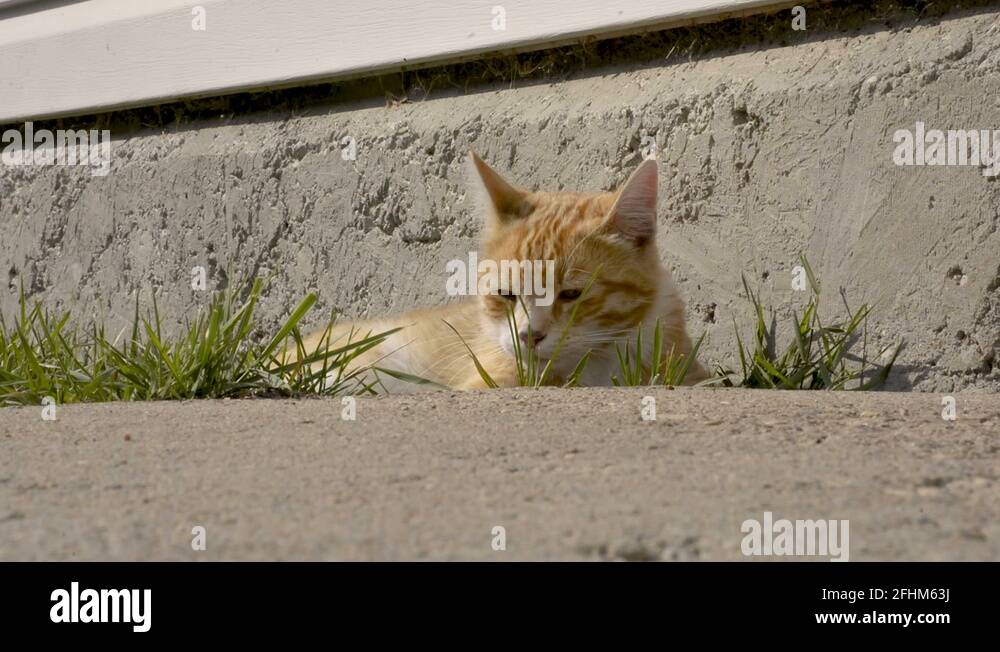 Dosing Stock Videos & Footage - HD and 4K Video Clips - Alamy