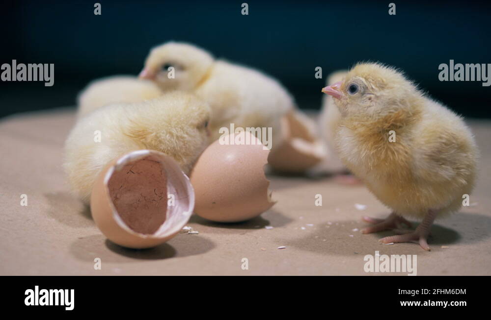 Poultry hen chick hatching yellow Stock Videos & Footage - HD and 4K ...