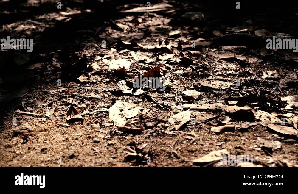 Ground shadow in a country park in Hong Kong Stock Video Footage - Alamy