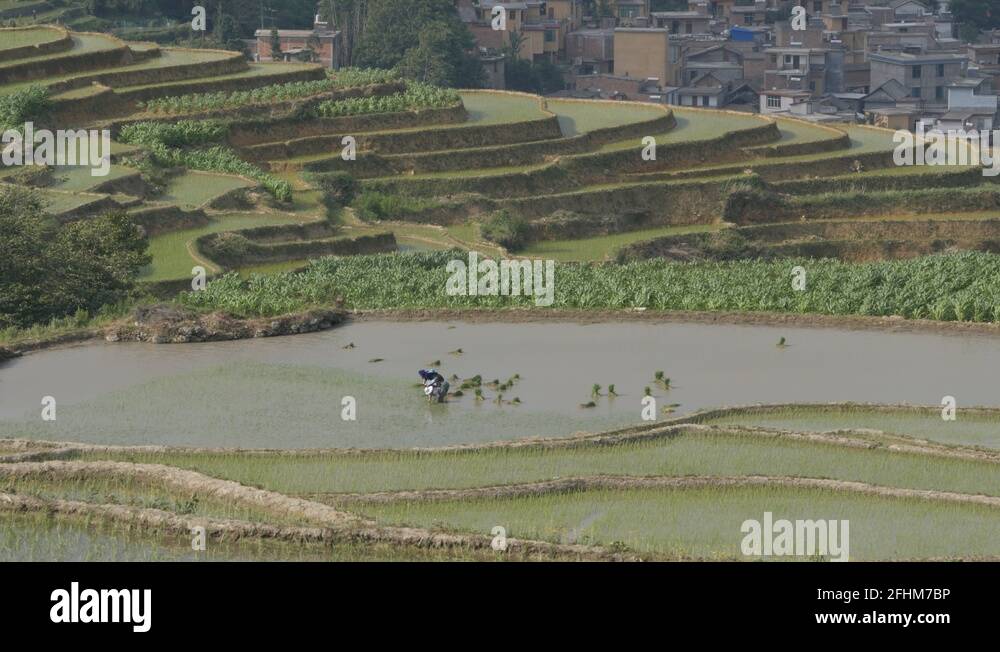 Planting rice china Stock Videos & Footage - HD and 4K Video Clips - Alamy