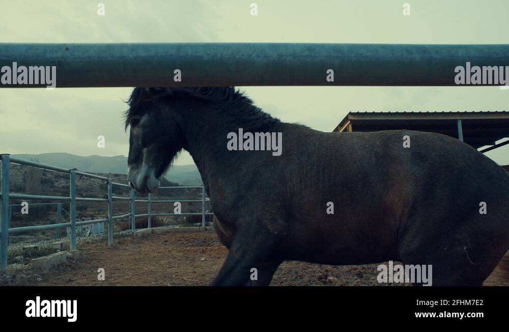 Female spanish horse mare Stock Videos & Footage - HD and 4K Video ...
