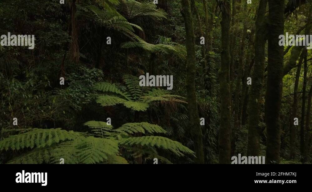 Dense forest new zealand Stock Videos & Footage - HD and 4K Video Clips ...