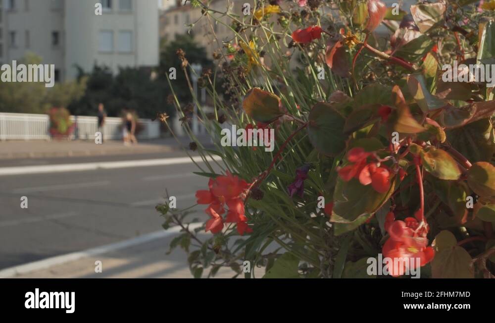 Flowers in pavement Stock Videos & Footage - HD and 4K Video Clips - Alamy