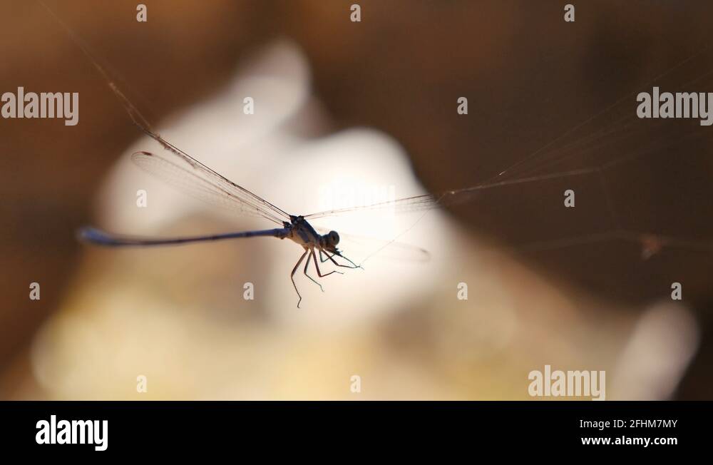 Damsel in distress Stock Videos & Footage - HD and 4K Video Clips - Alamy