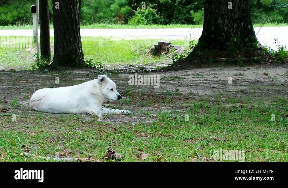 Laying down animals Stock Videos & Footage - HD and 4K Video Clips - Alamy