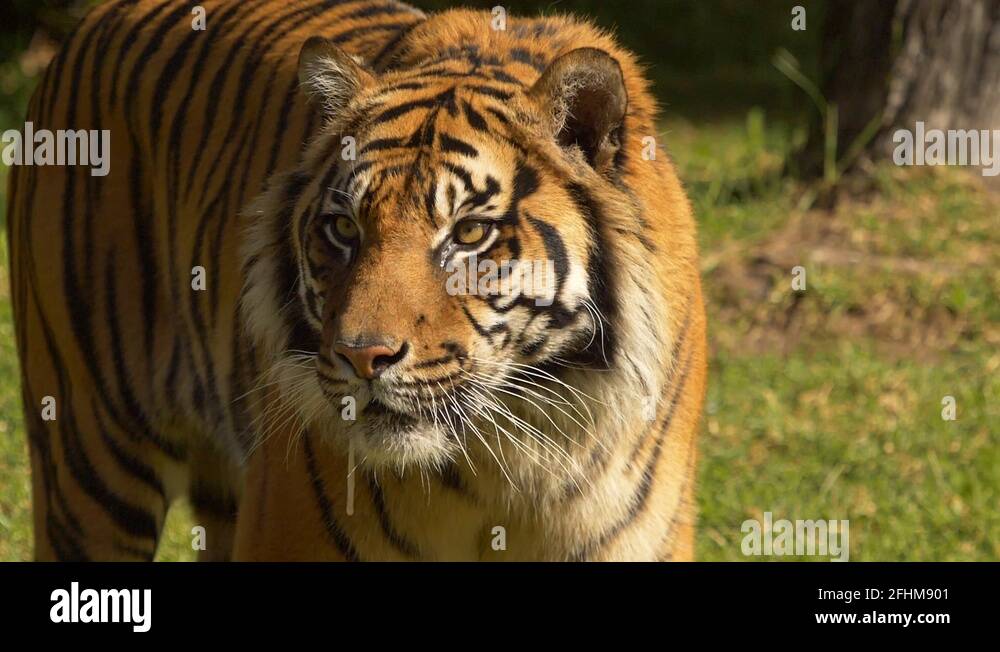 Tiger nose Stock Videos & Footage - HD and 4K Video Clips - Alamy