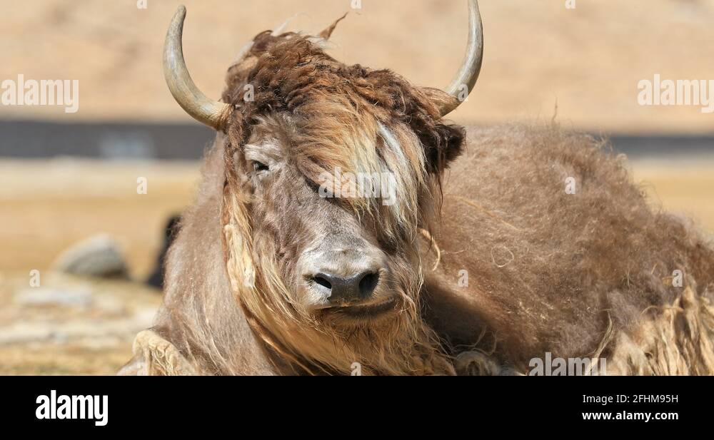 Himalayan cattle Stock Videos & Footage - HD and 4K Video Clips - Alamy