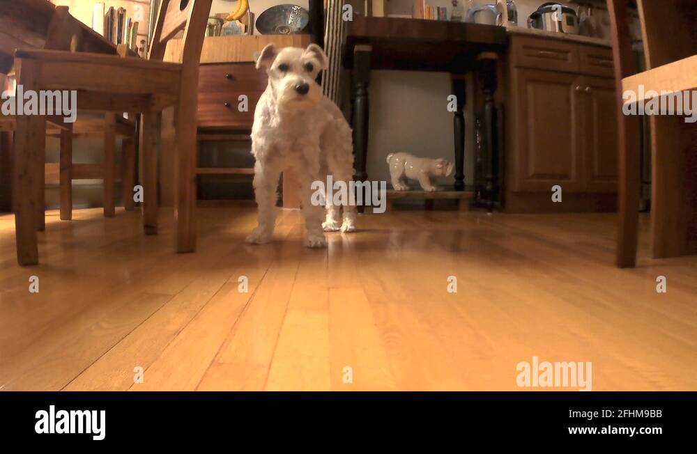 Dog cowering, dog afraid, dog crouching, scared,es away Stock Video ...