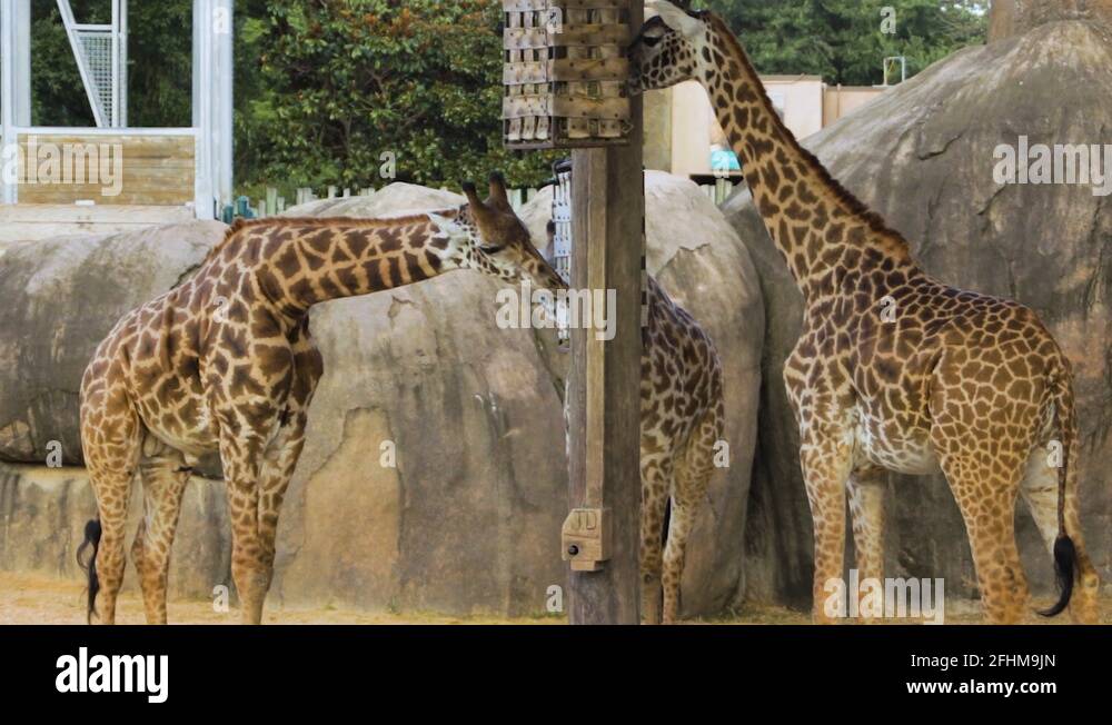 Giraffe giraffes feeder Stock Videos & Footage - HD and 4K Video Clips ...