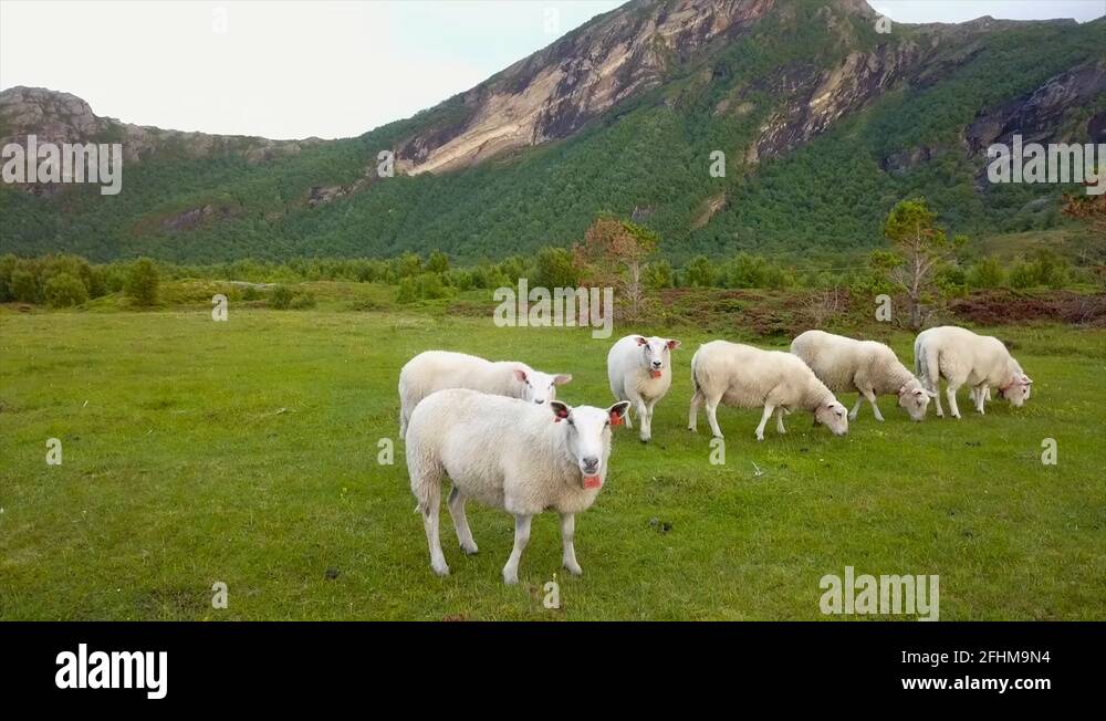Curious sheep Stock Videos & Footage - HD and 4K Video Clips - Alamy