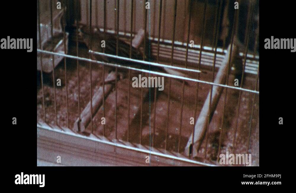 1960s: Bird hops around in cage. Girl removes floor of cage. Girl ...