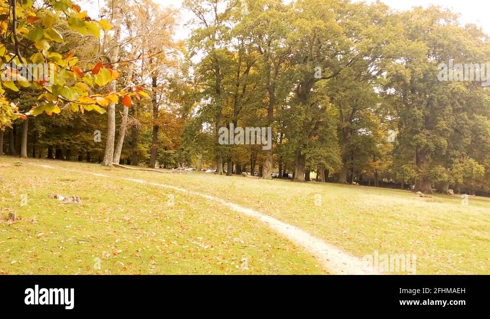 Capability brown capability brown Stock Videos & Footage - HD and 4K ...