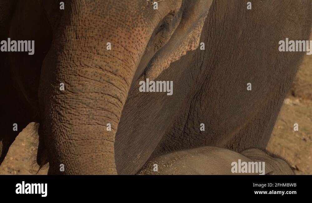 Elephant trunk and ear Stock Videos & Footage - HD and 4K Video Clips ...