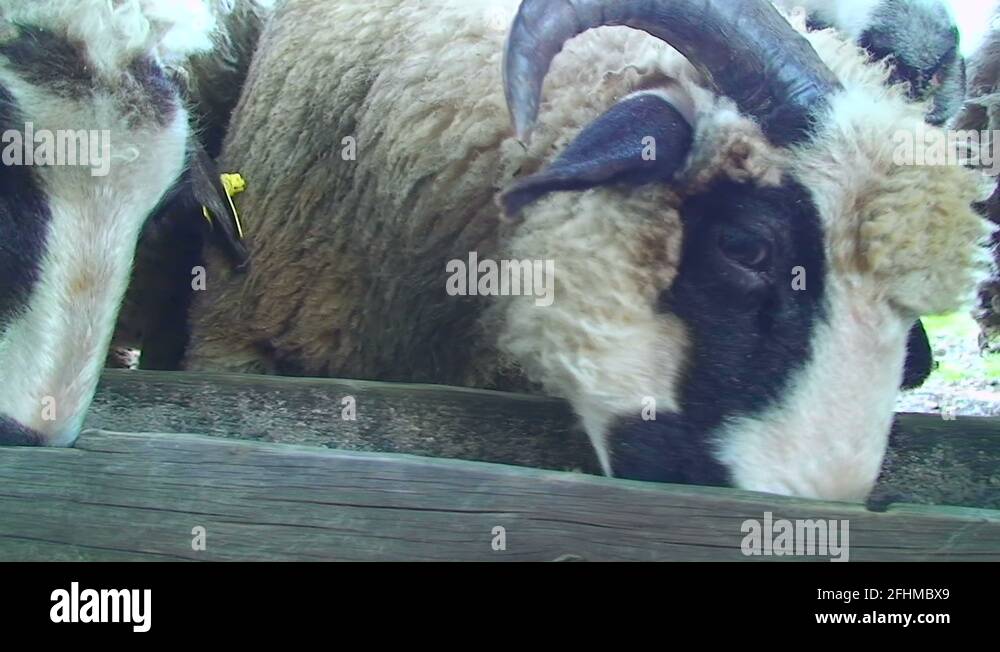 Sheep eat corn from a wooden feeder. Feeding sheep from trough Stock ...