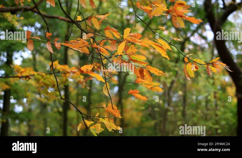 Glorious colours Stock Videos & Footage - HD and 4K Video Clips - Alamy