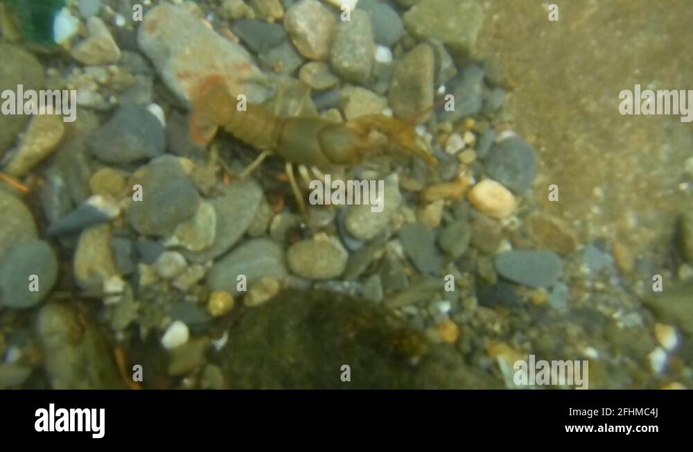 Crawfish water Stock Videos & Footage - HD and 4K Video Clips - Alamy