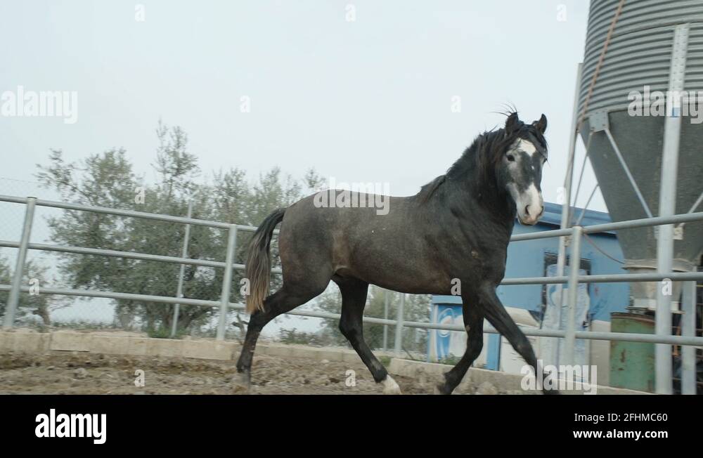 Pure spanish galloping horse Stock Videos & Footage - HD and 4K Video ...