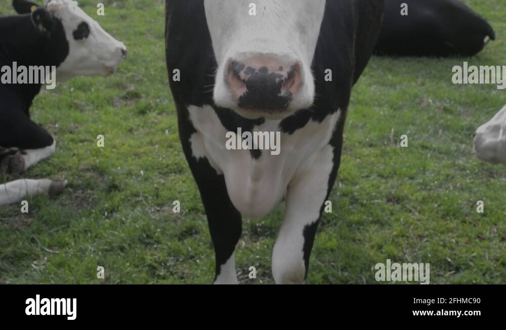 Cow face on Stock Videos & Footage - HD and 4K Video Clips - Alamy