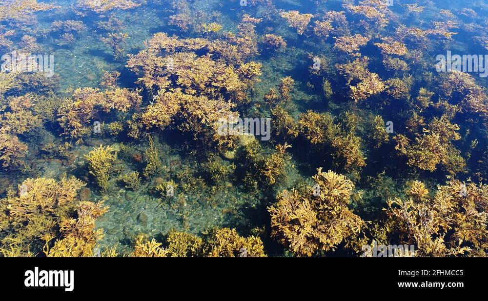 Atlantic seaweed Stock Videos & Footage - HD and 4K Video Clips - Alamy