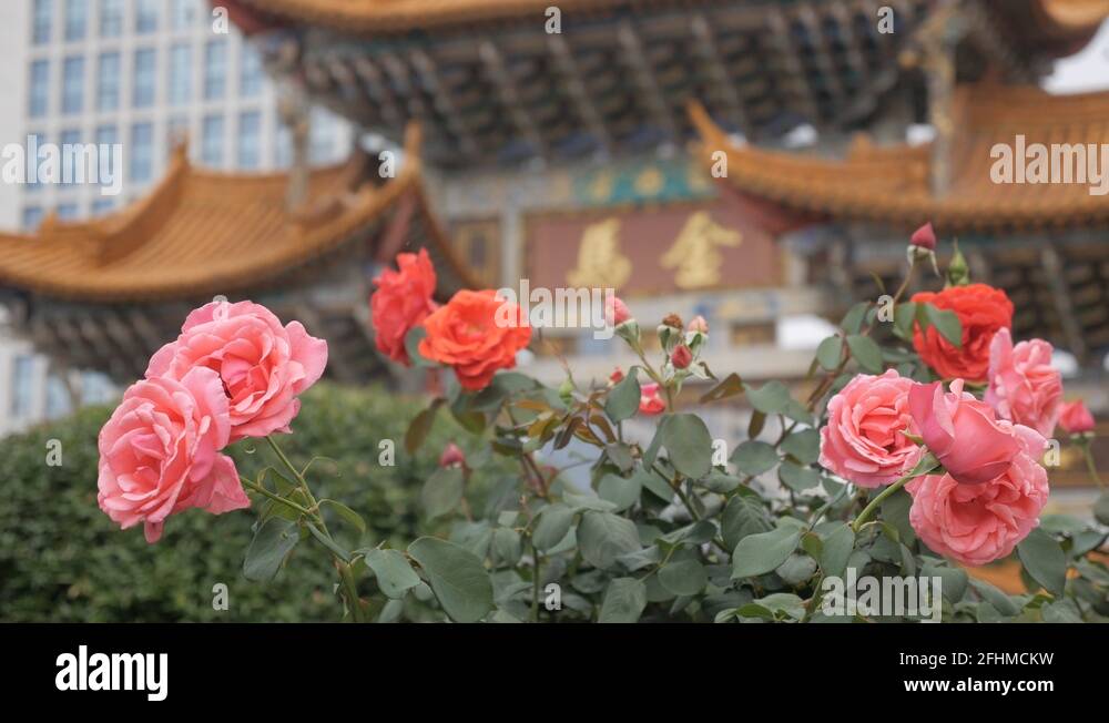 Gate to the bush Stock Videos & Footage - HD and 4K Video Clips - Alamy