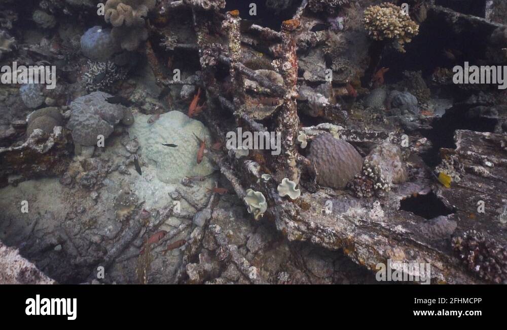Free diving in a shallow water shipwreck full of underwater life Stock ...