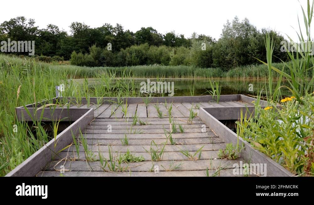 Wildlife pond with jetty. Long duration tripod shot that is perfect for ...
