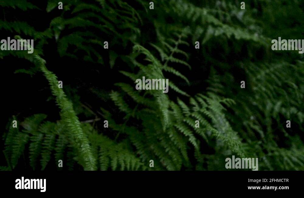 Old ferns Stock Videos & Footage - HD and 4K Video Clips - Alamy
