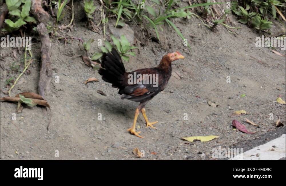Hen chicken Stock Videos & Footage - HD and 4K Video Clips - Alamy