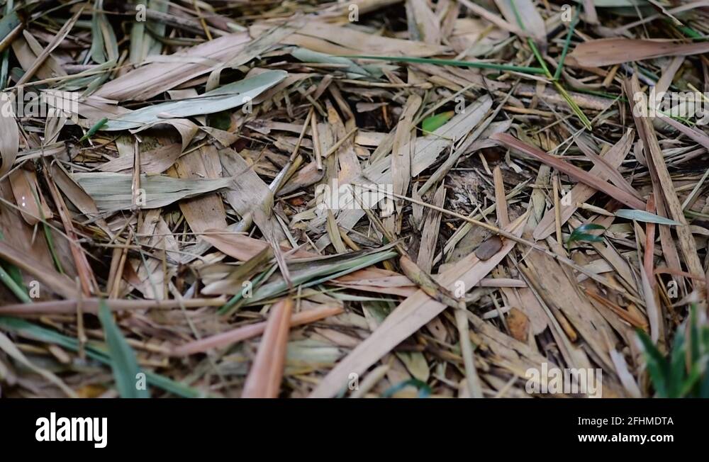 Dried leaf pattern Stock Videos & Footage - HD and 4K Video Clips - Alamy