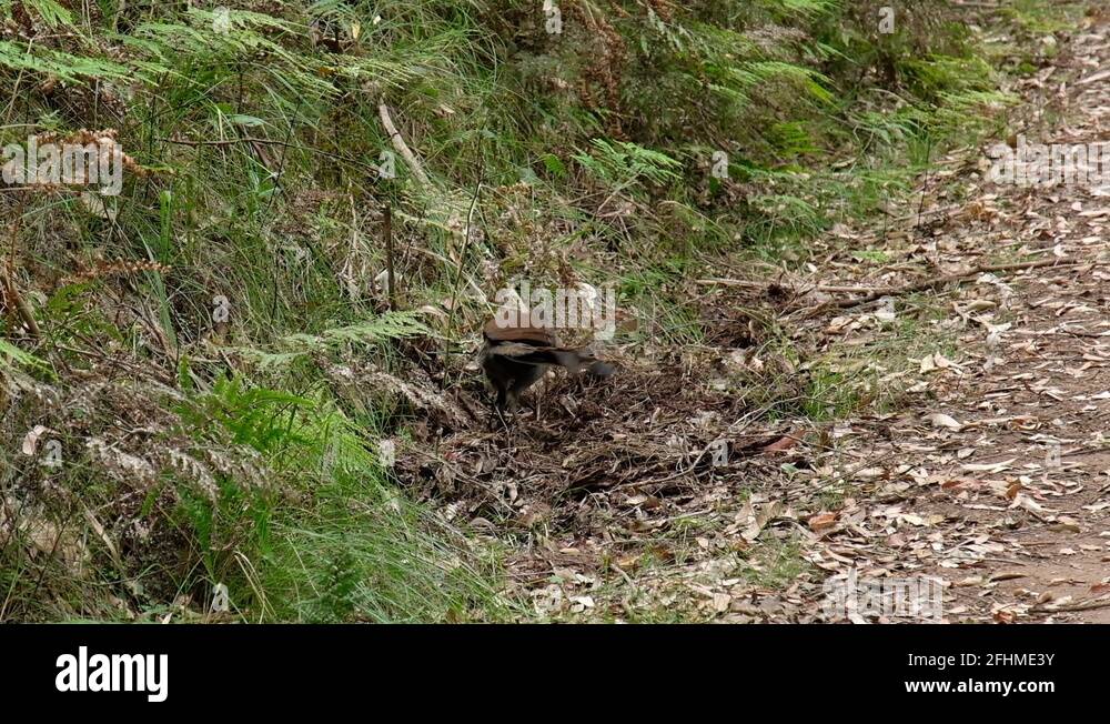 Digging bird Stock Videos & Footage - HD and 4K Video Clips - Alamy